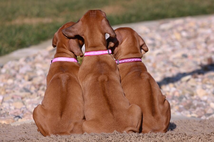 News about ridge genetics in Rhodesian ridgebacks! | GenoCan.eu