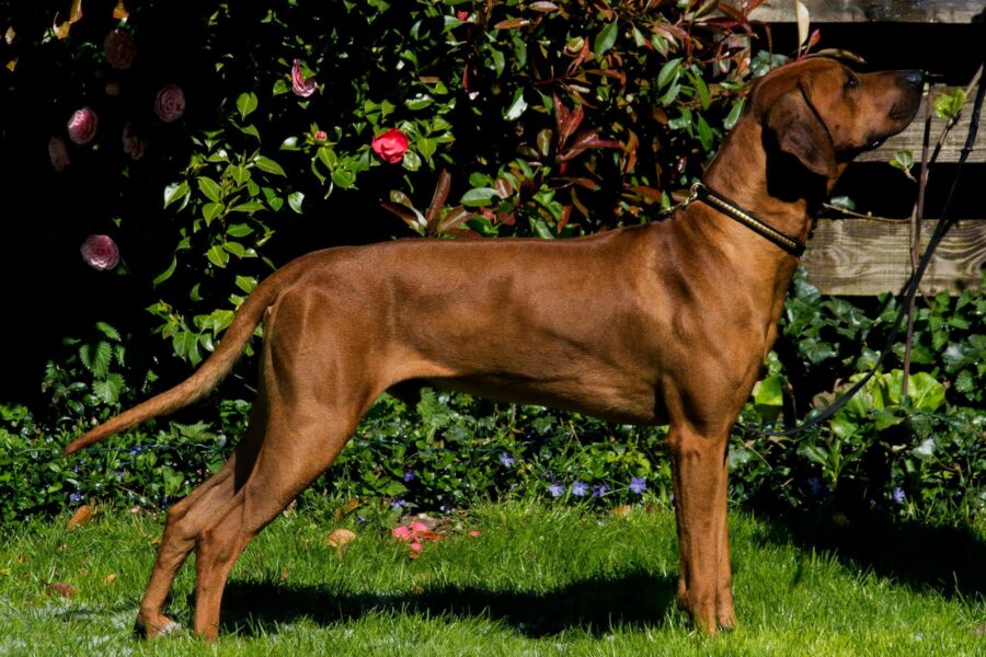 Ridge faults and Dermoid sinus statistics in RR | GenoCan.eu